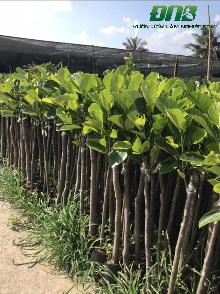 Cây Mít Indo Ruột Đỏ - Cây Giống Đông Nam Bộ