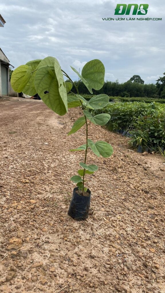Cây Móng Bò ( Ban Tây Bắc ) - Cây Giống Đông Nam Bộ